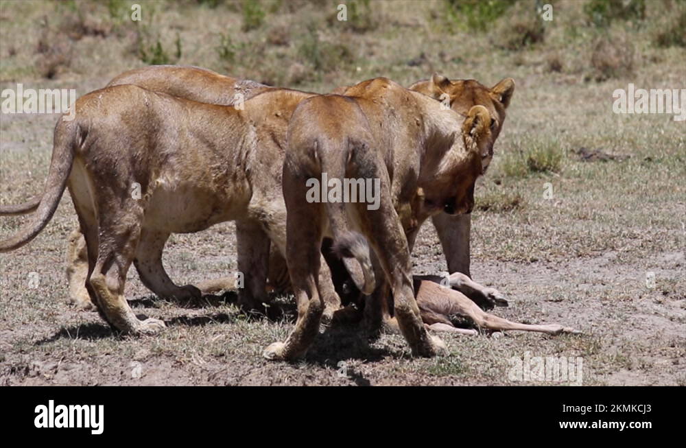King hunting africa Stock Videos & Footage - HD and 4K Video Clips - Alamy