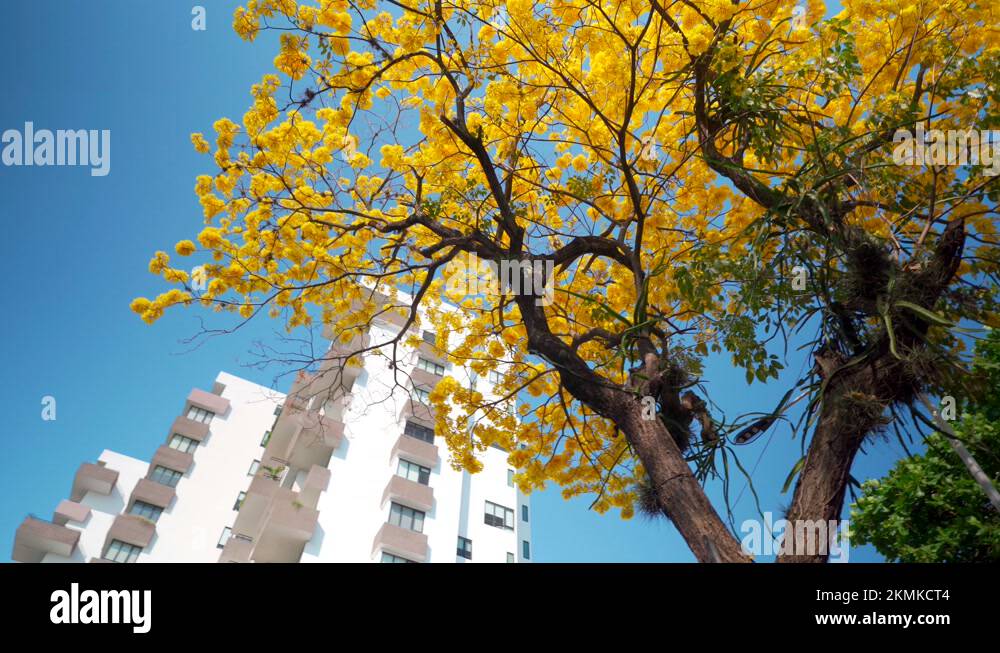 Guayacan leaf Stock Videos & Footage - HD and 4K Video Clips - Alamy
