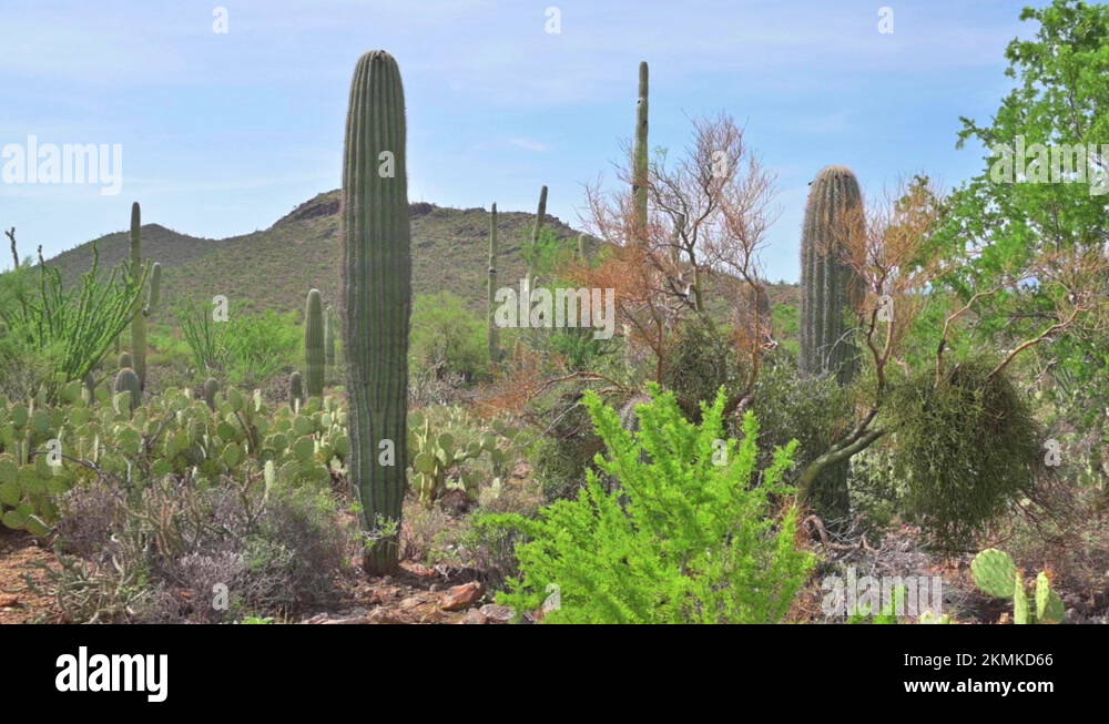 Flora of sonora Stock Videos & Footage - HD and 4K Video Clips - Alamy