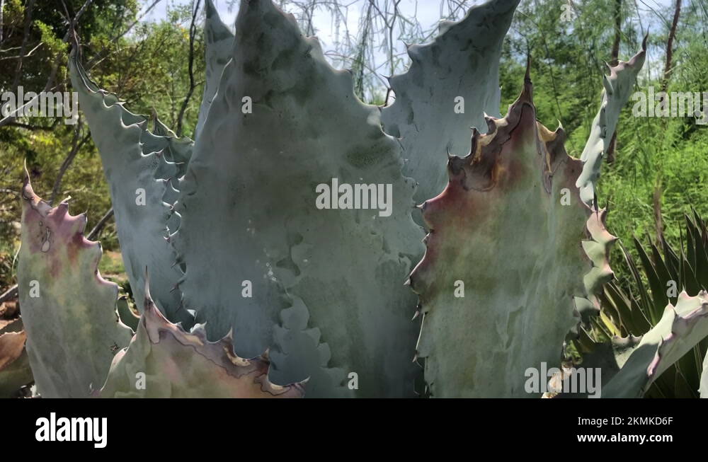 Large Leaves Of An Agave Cactus Plant With Sharp Marginal Teeth. close ...