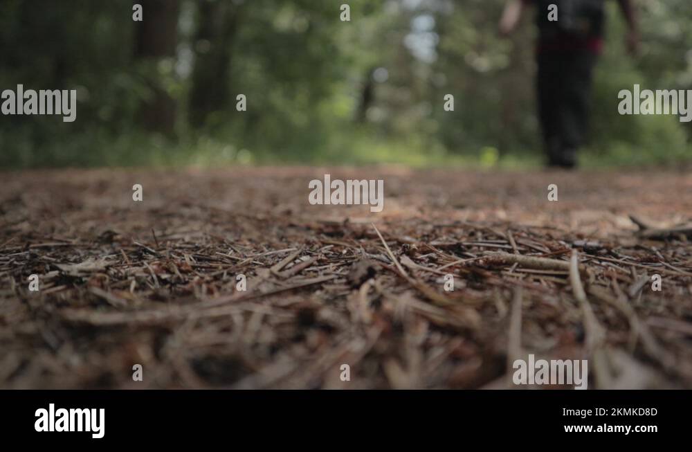 Natural twig stick Stock Videos & Footage - HD and 4K Video Clips - Alamy