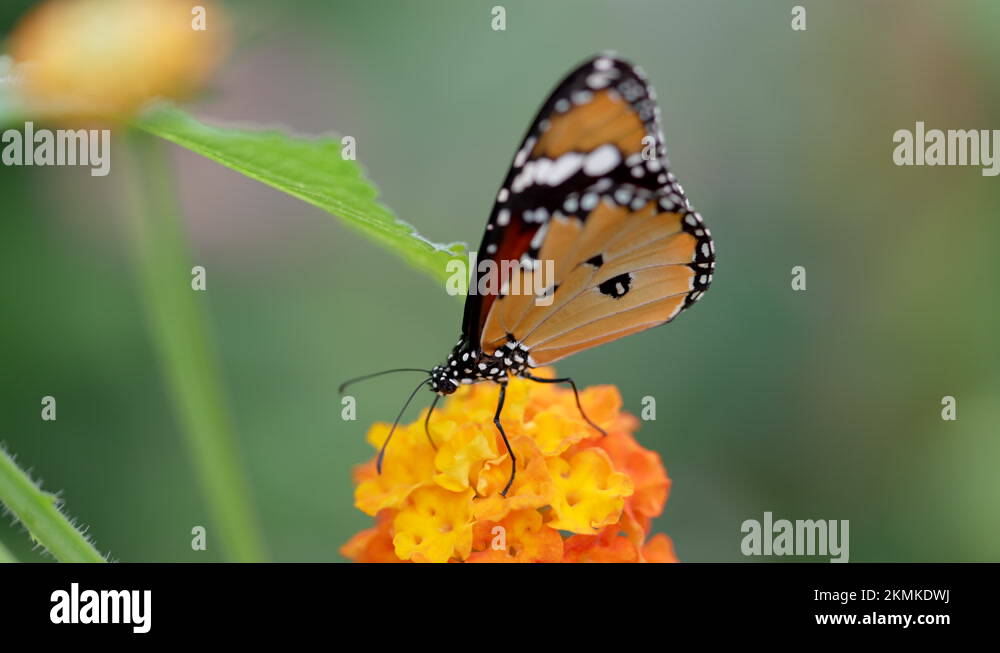 Monarch butterfly white Stock Videos & Footage - HD and 4K Video Clips ...
