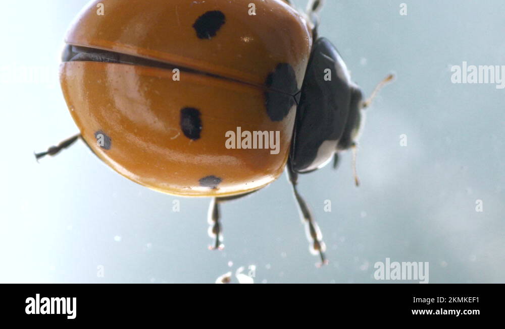 Ladybird face close up Stock Videos & Footage - HD and 4K Video Clips ...