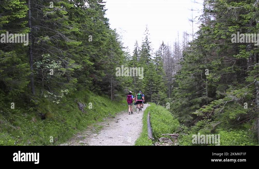A crowd of tourists with heavy backpacks are walking along a forest ...