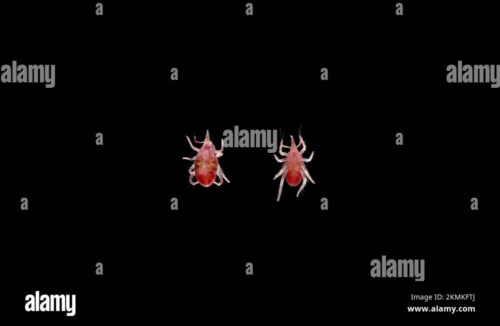 predatory mite (acari) of family Bdellidae under a microscope, order ...