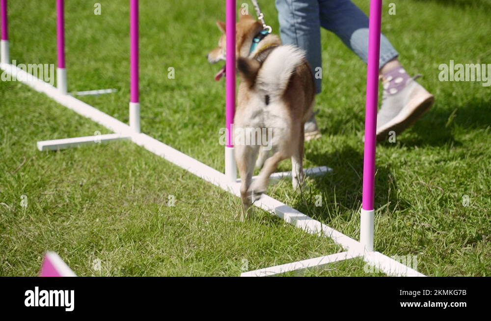 Purebred pets Stock Videos & Footage - HD and 4K Video Clips - Alamy