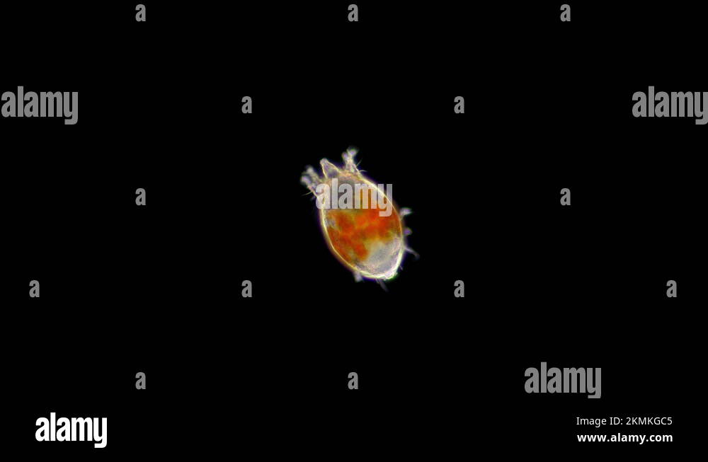 Mite(Acari) of the family Tarsonemidae under a microscope, order ...