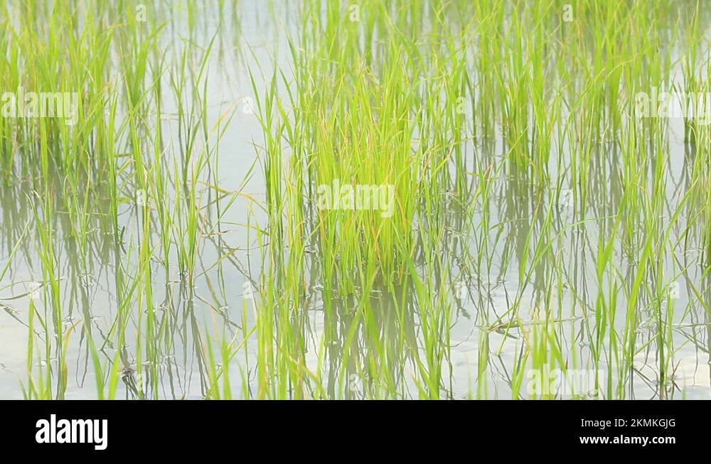 Thailand rice field seed Stock Videos & Footage - HD and 4K Video Clips ...