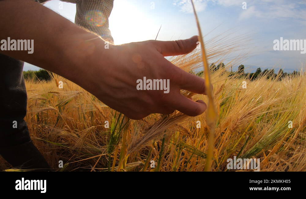 Man holding stalk wheat Stock Videos & Footage - HD and 4K Video Clips ...