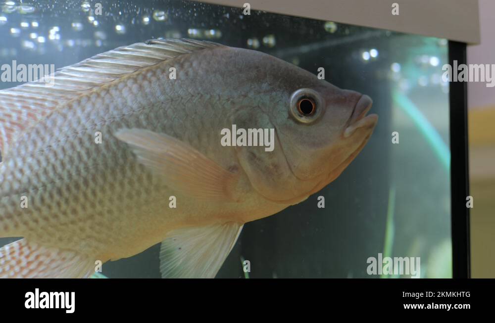 Little grey fish Stock Videos & Footage - HD and 4K Video Clips - Alamy