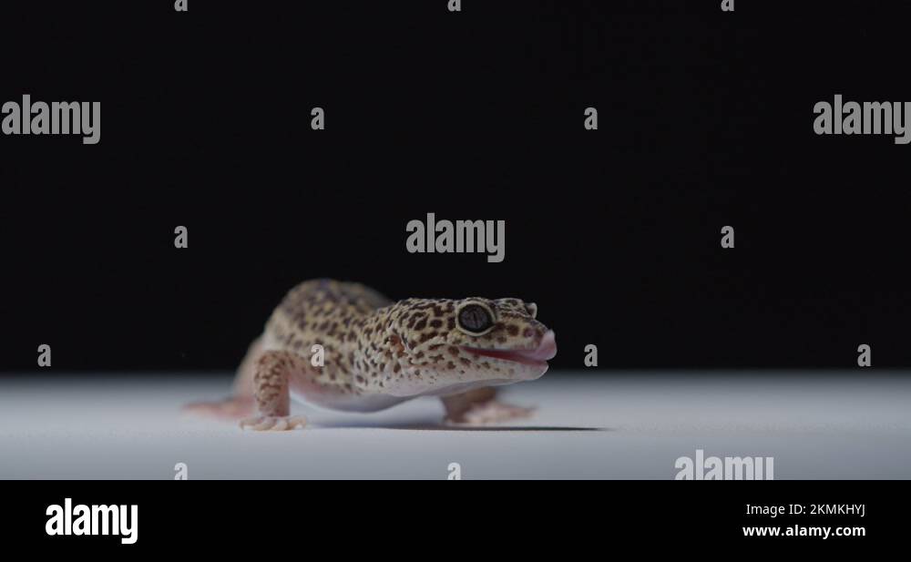 Cute spotted gecko is looking around and licking the floor, reptile, 4k ...