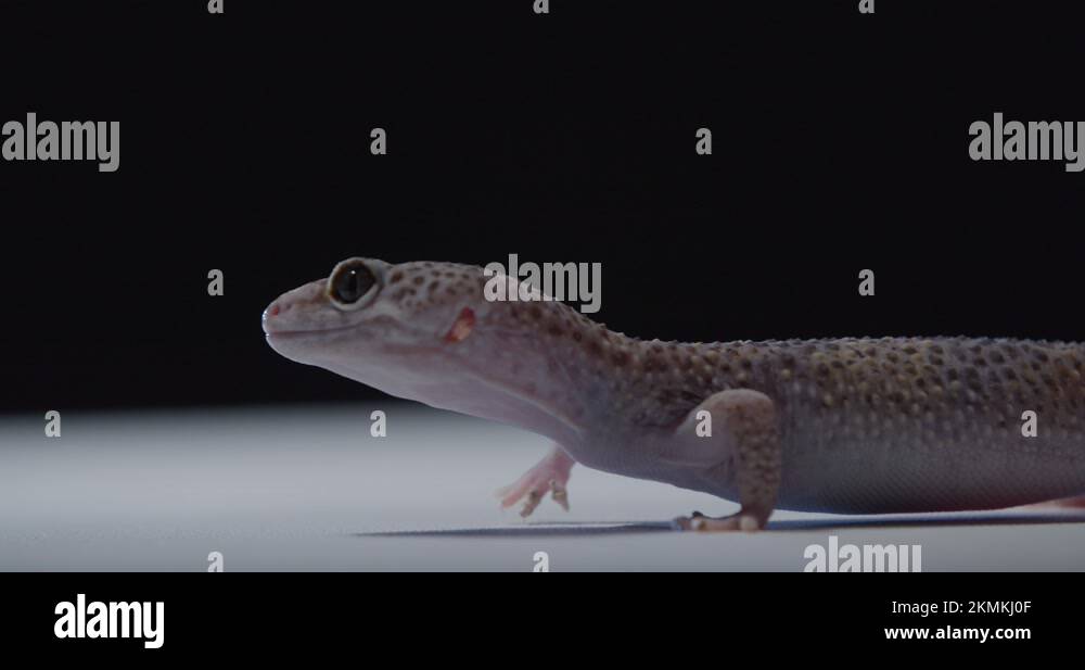 Studio footage of a small gecko with big eyes walking and looking ...