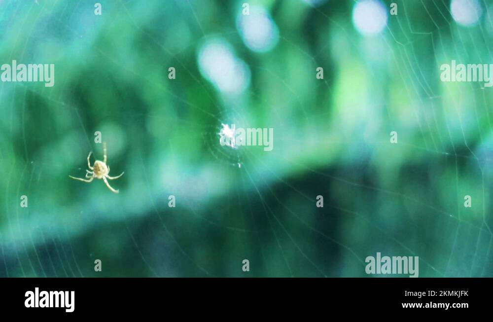 Spider web net Stock Videos & Footage - HD and 4K Video Clips - Alamy