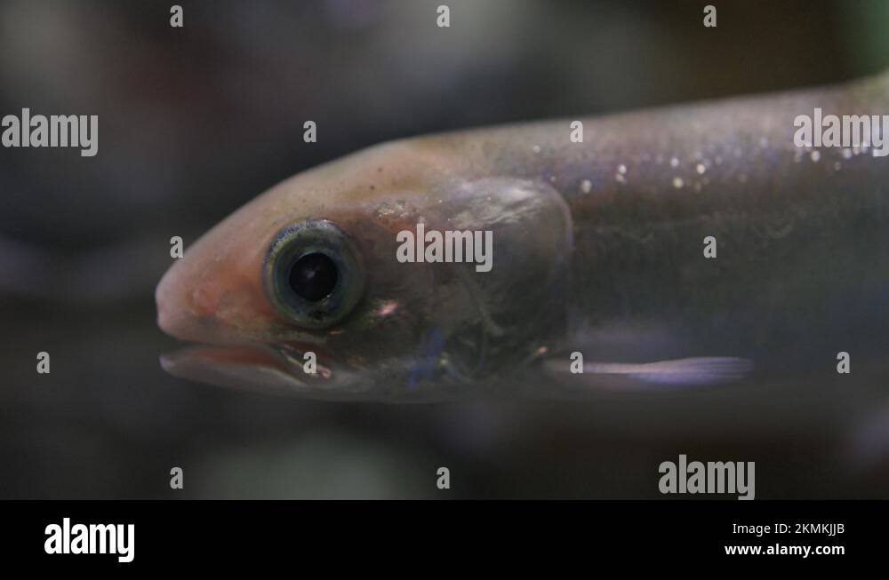 Portrait fish Stock Videos & Footage - HD and 4K Video Clips - Alamy