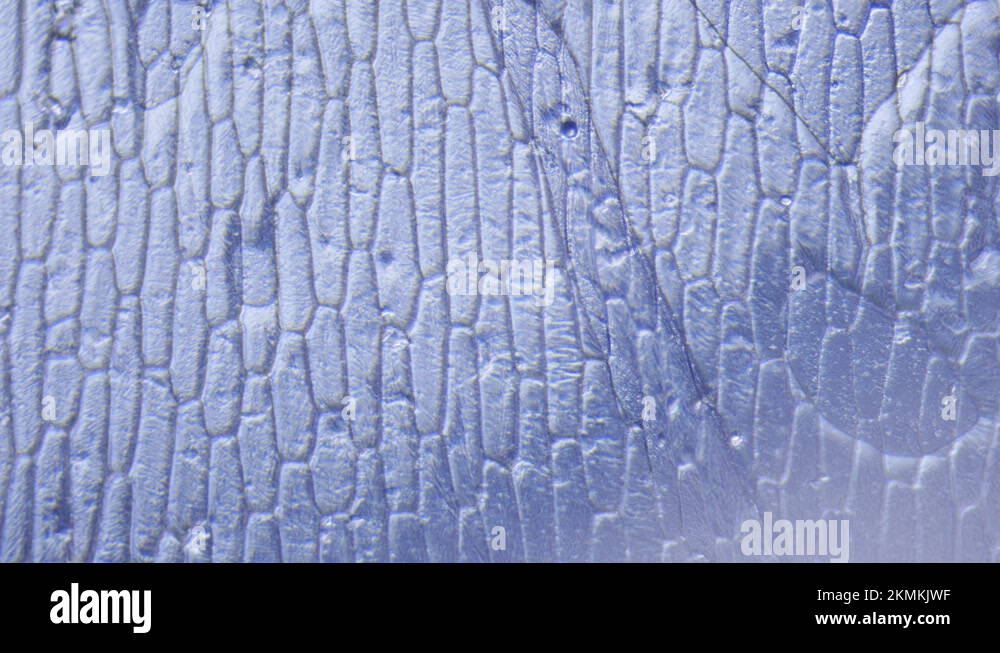 One cell tissue culture. View under a microscope Stock Video Footage ...