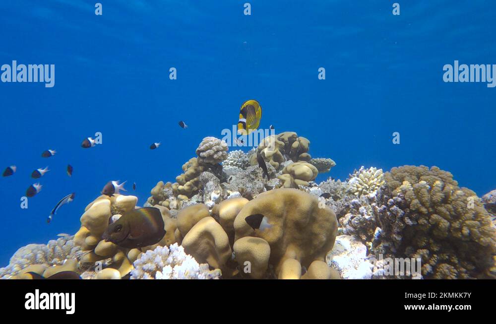 Butterflyfish hovering over the top of a coral reef at a cleaning ...