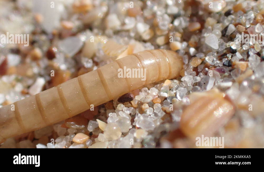 Sand worm Stock Videos & Footage - HD and 4K Video Clips - Alamy