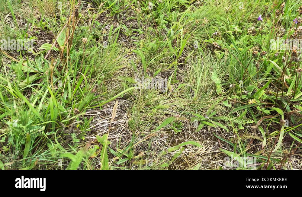 Arid grass Stock Videos & Footage - HD and 4K Video Clips - Alamy