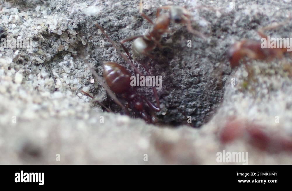 Invader Stock Videos & Footage - HD and 4K Video Clips - Alamy