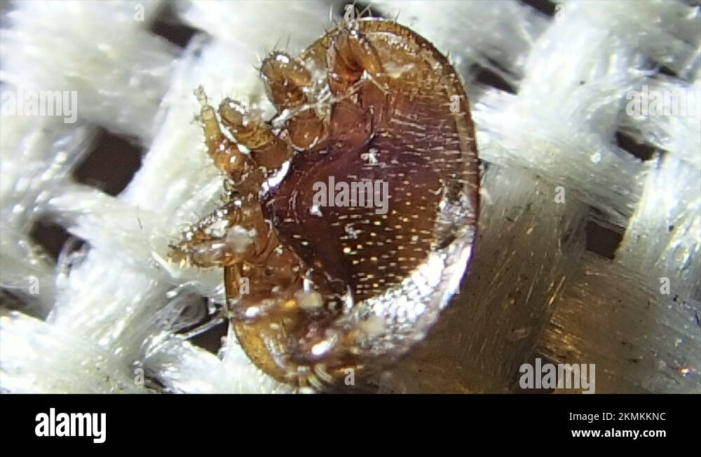 River mite Stock Videos & Footage - HD and 4K Video Clips - Alamy