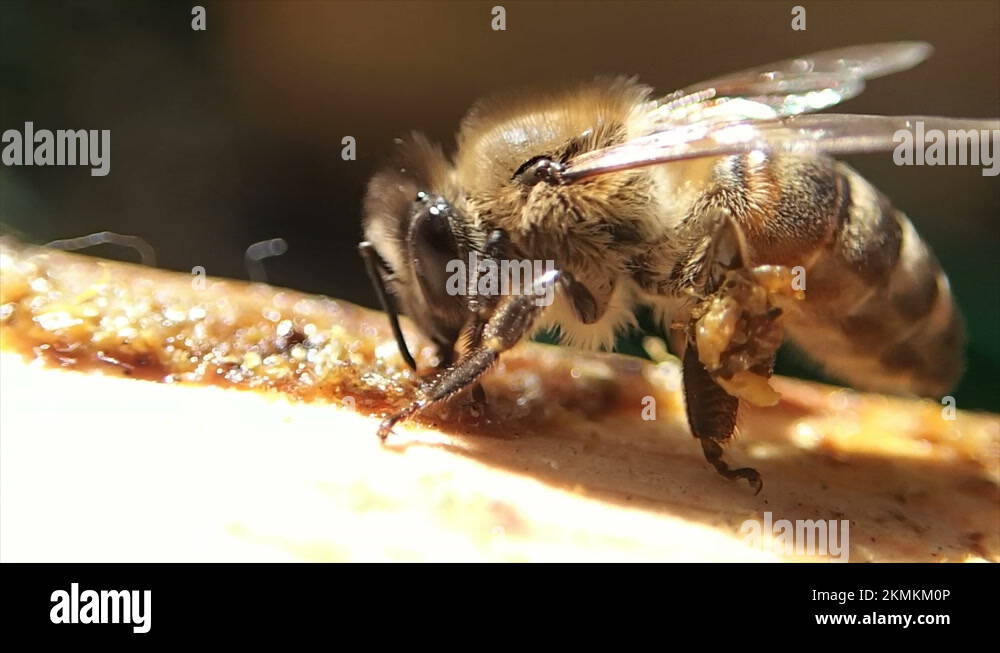 Propolis bee Stock Videos & Footage - HD and 4K Video Clips - Alamy
