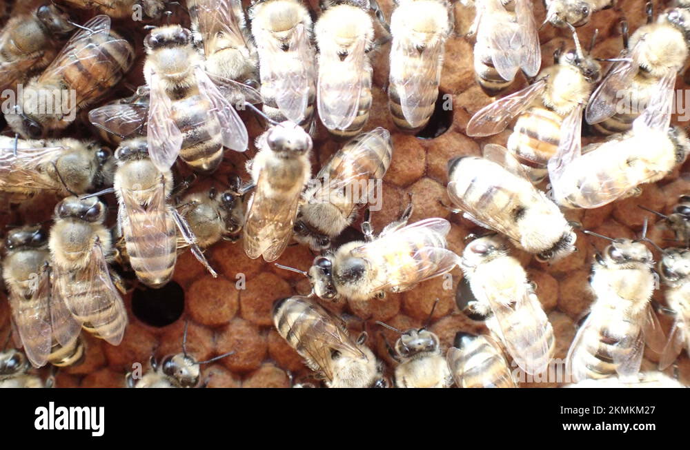 Brood pattern Stock Videos & Footage - HD and 4K Video Clips - Alamy