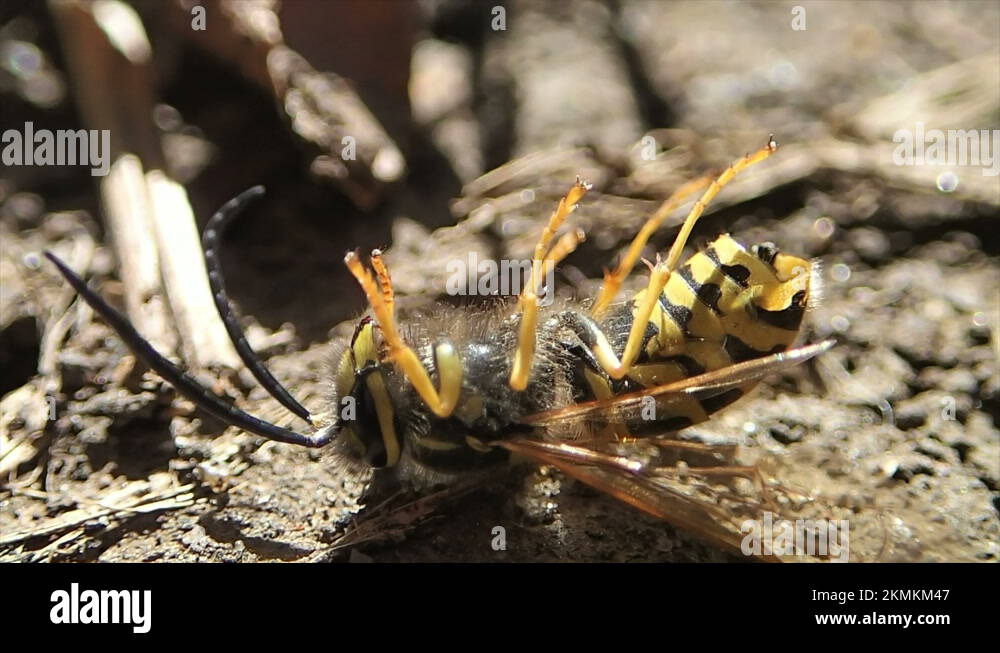 Wasp legs Stock Videos & Footage - HD and 4K Video Clips - Alamy