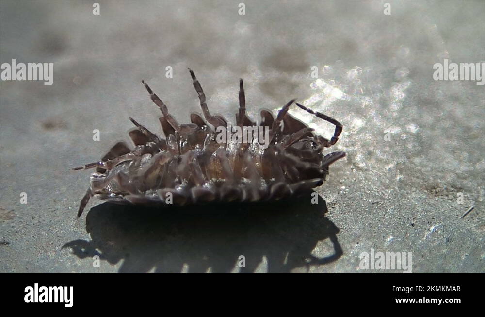 Curl ball Stock Videos & Footage - HD and 4K Video Clips - Alamy