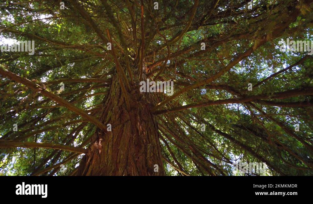 Big sequoia tree. Ground view from a sequoia. Tree rotation Stock Video ...