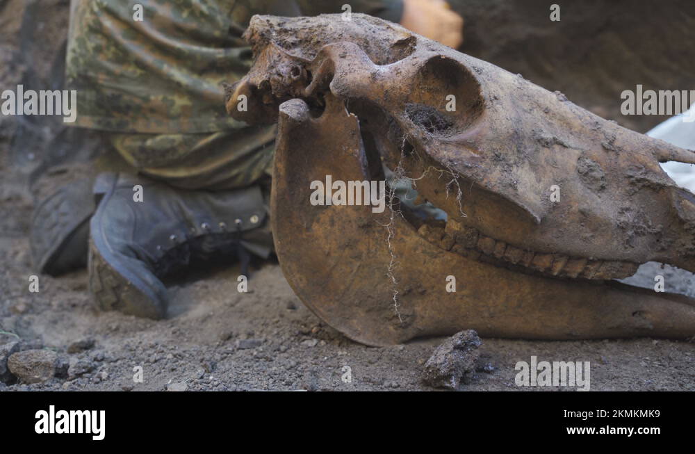 Archaeologist dinosaur fossils Stock Videos & Footage - HD and 4K Video ...