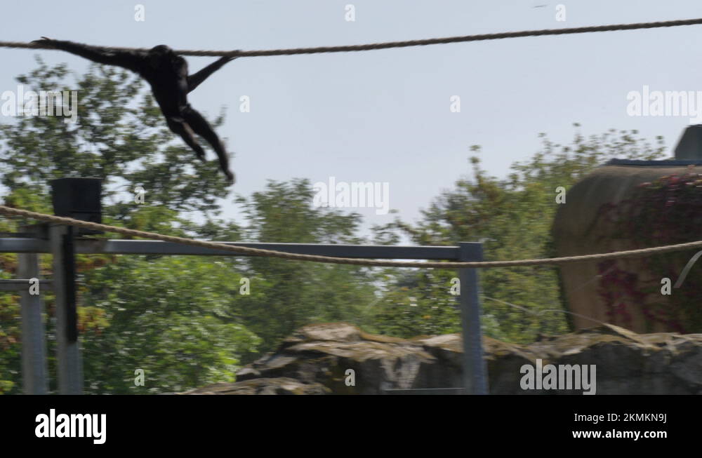 Chimpanzee emoticon Stock Videos & Footage - HD and 4K Video Clips - Alamy