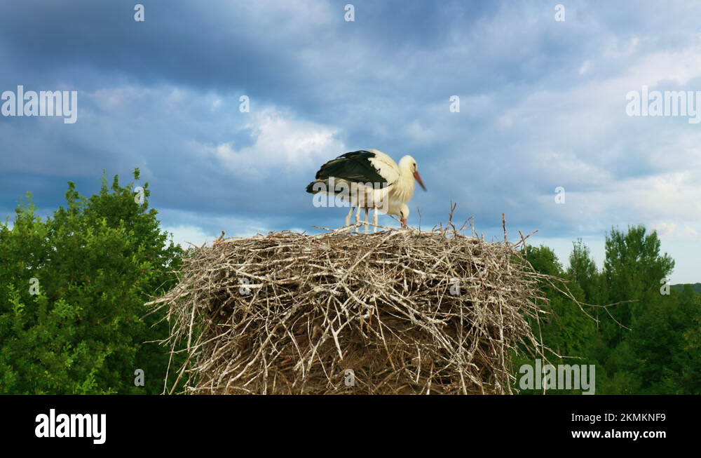 Animals in the wild. Animals eat raw food in the nest Stock Video ...