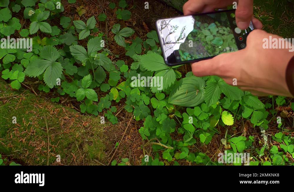 Picture of plant Stock Videos & Footage - HD and 4K Video Clips - Alamy
