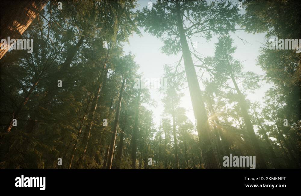 Timber forest scenery Stock Videos & Footage - HD and 4K Video Clips ...