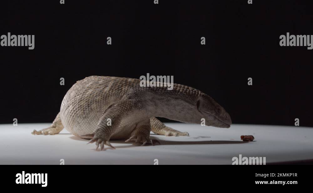 Massive monitor lizard is picking up food from the floor and showing ...
