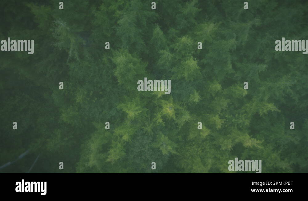 Forest canopy birds Stock Videos & Footage - HD and 4K Video Clips - Alamy