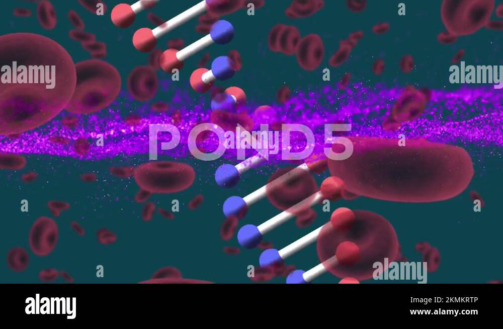 Dna structure spinning over multiple blood vessels and purple digital ...
