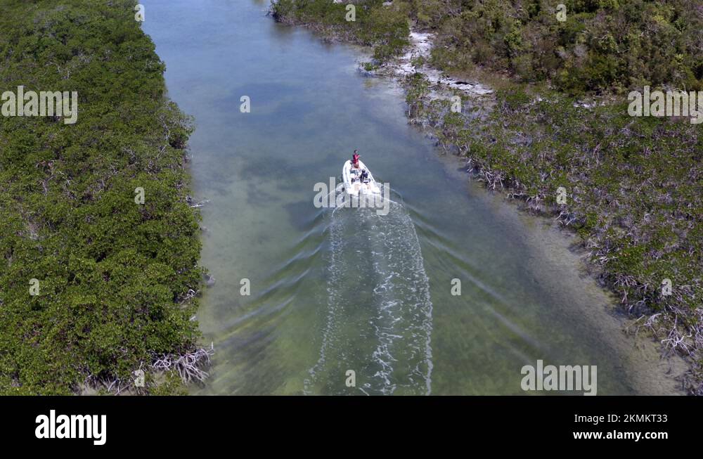 Bahamas mangrove tree Stock Videos & Footage - HD and 4K Video Clips ...