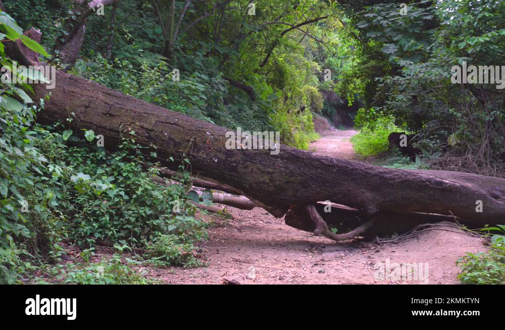 Dead tree in middle of road Stock Videos & Footage - HD and 4K Video ...