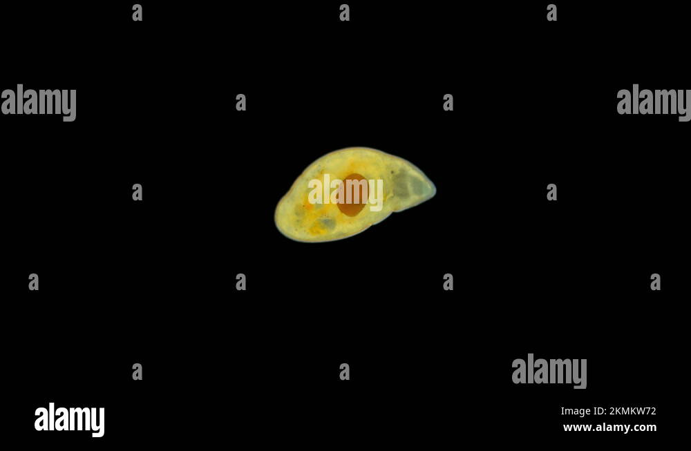 Ophiura under a microscope, class Ophiuroidea, similar to Asteroidea ...