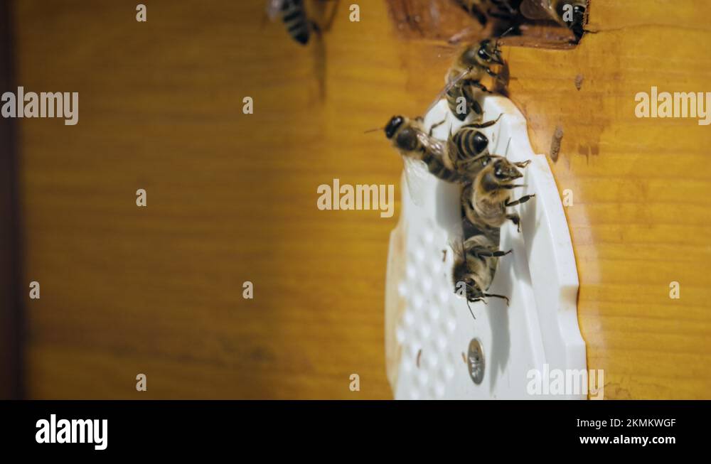 Apis hive Stock Videos & Footage - HD and 4K Video Clips - Alamy