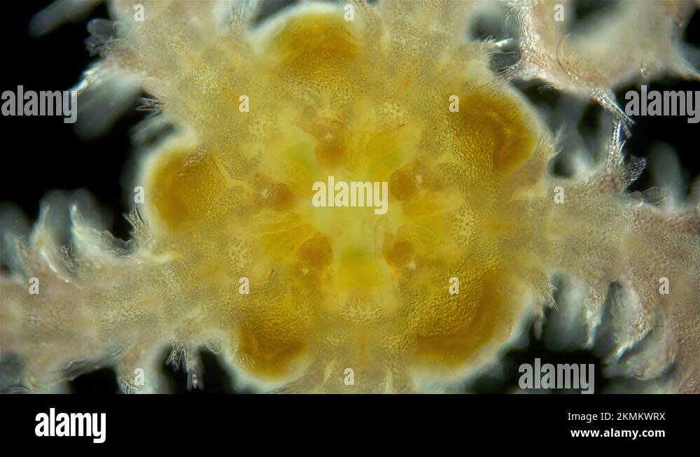 Ophiura under a microscope, class Ophiuroidea, similar to Asteroidea ...
