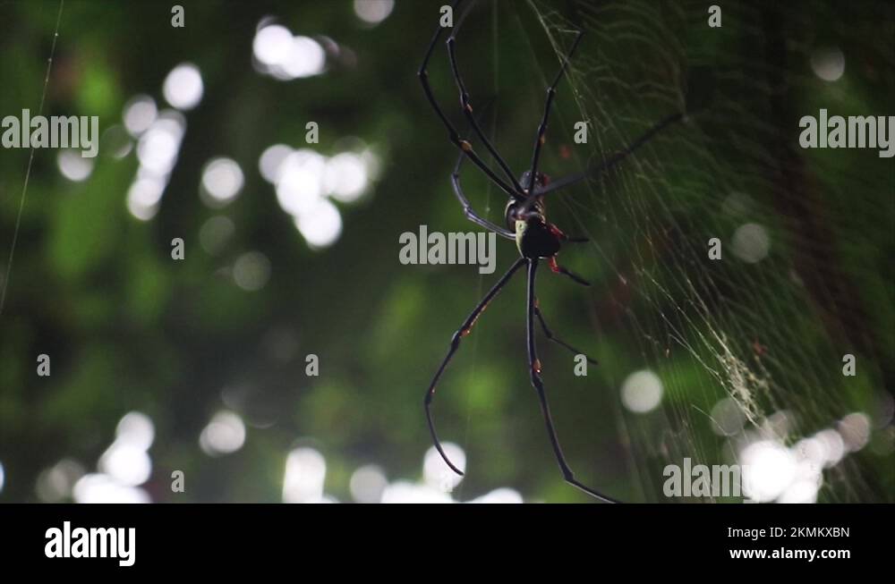 Black orb weaver spider Stock Videos & Footage - HD and 4K Video Clips ...