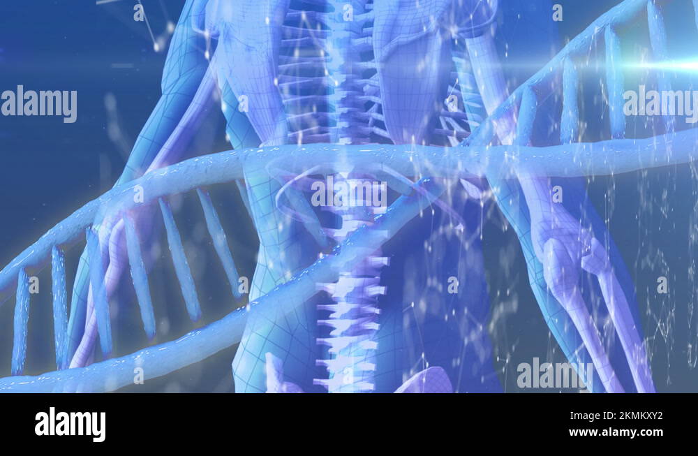 Animation of dna strand spinning over digital model of human body Stock ...