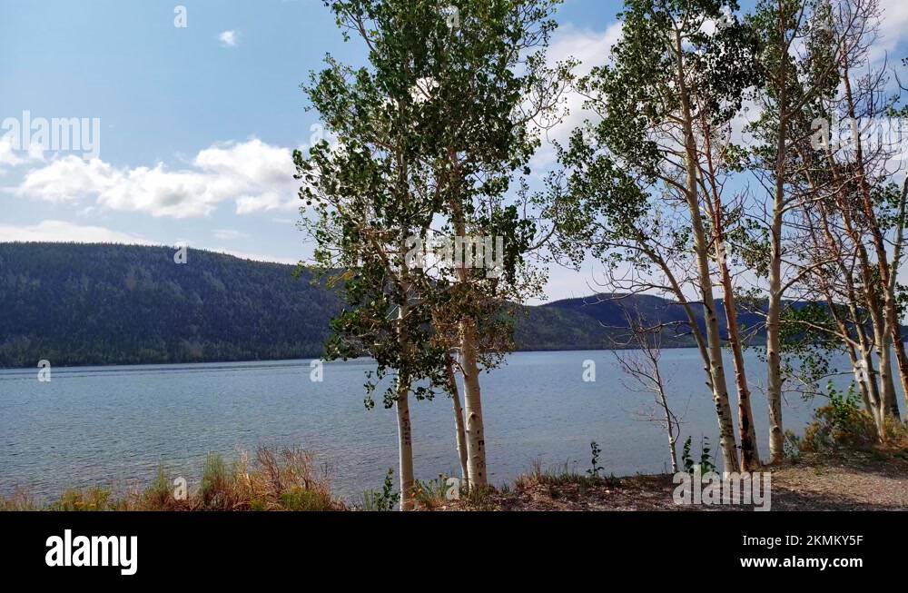 Wind blown trees Stock Videos & Footage - HD and 4K Video Clips - Alamy