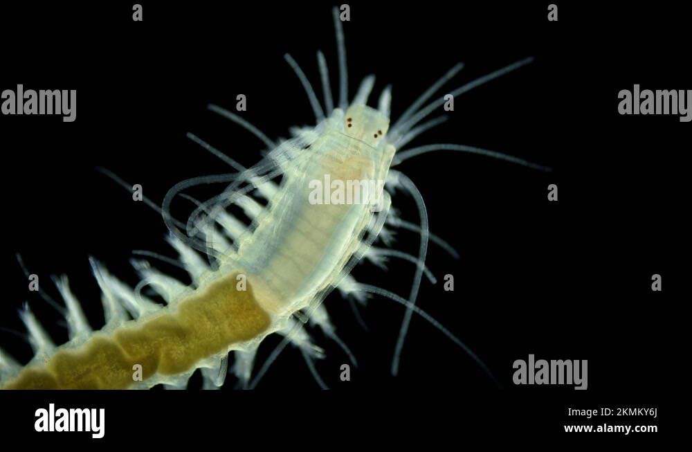 Polychaeta worm, family Hesionidae under the microscope, Phyllodocida ...