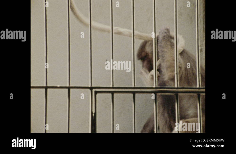 Monkey exhibit cage Stock Videos & Footage - HD and 4K Video Clips - Alamy