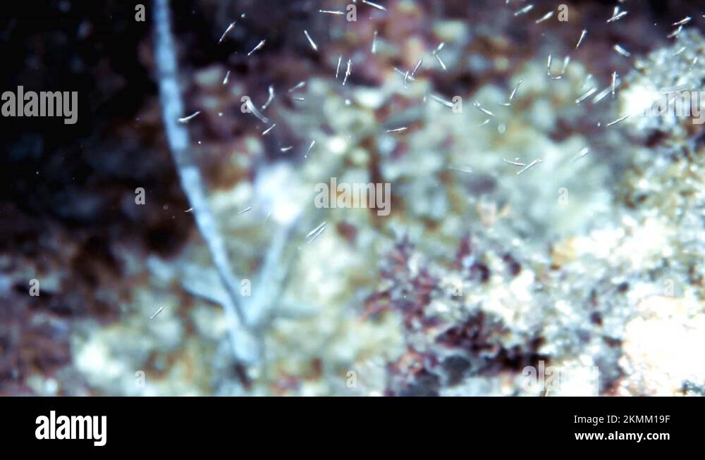 Toro fish Stock Videos & Footage - HD and 4K Video Clips - Alamy