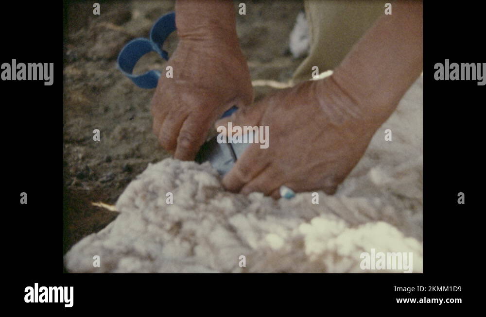 Sheep hands Stock Videos & Footage - HD and 4K Video Clips - Alamy