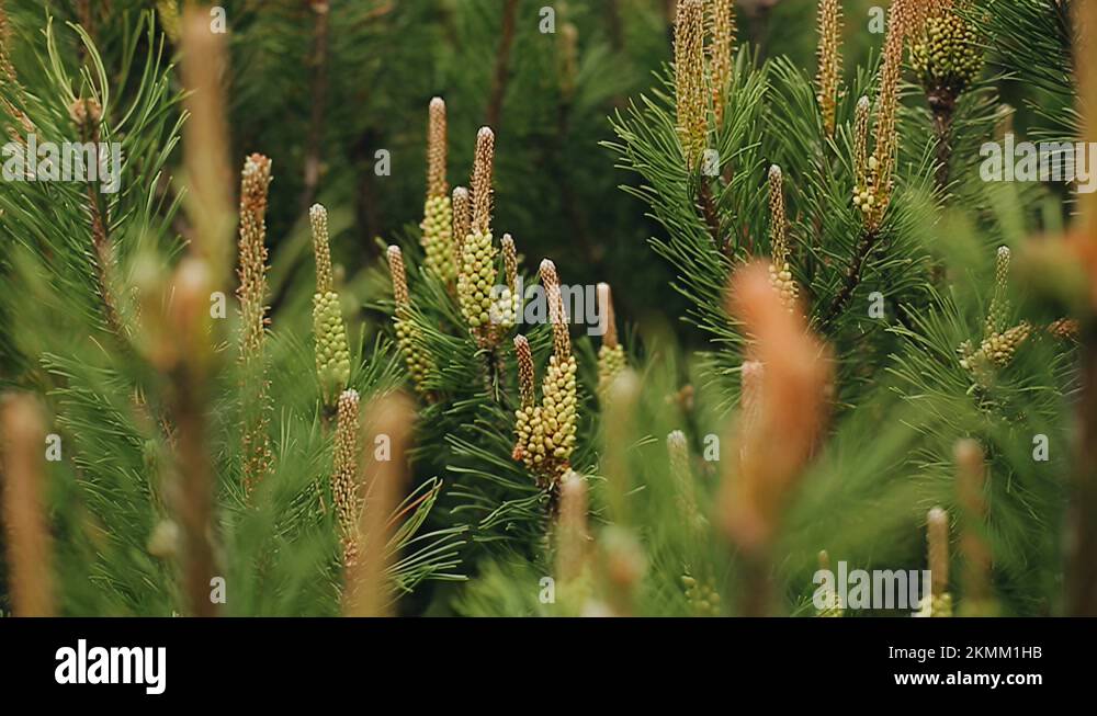 Cones grow Stock Videos & Footage - HD and 4K Video Clips - Alamy